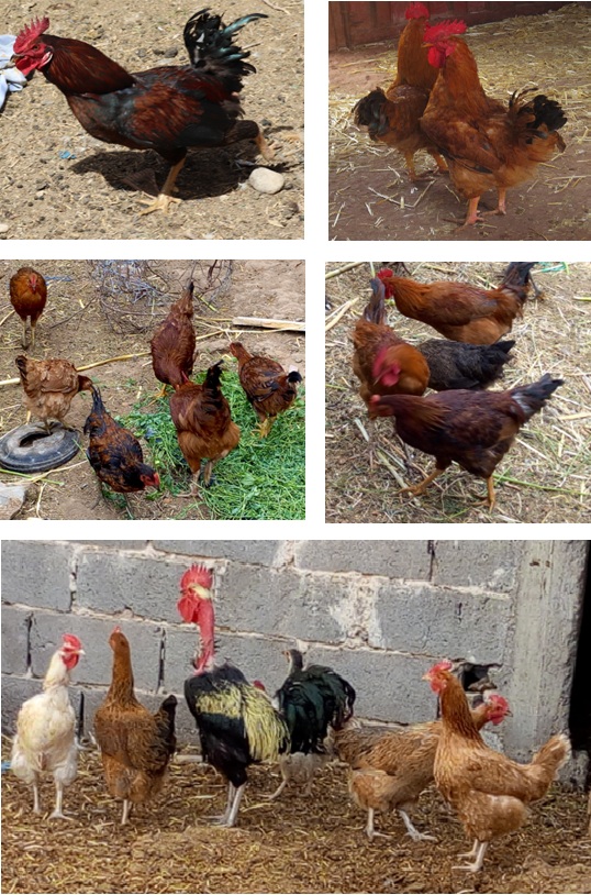 Characterization of the Phenotypic, Morphometric and Productivity Traits of Indigenous Chickens ...